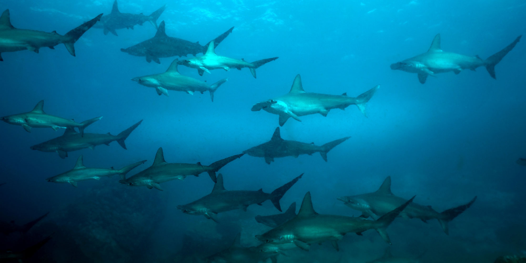 What’s the Difference Between a Thermocline and a Halocline? - Scuba.com