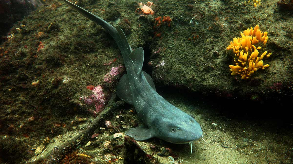 Carpet Shark: Meet the 7 Families of Orectolobiformes - Scuba.com