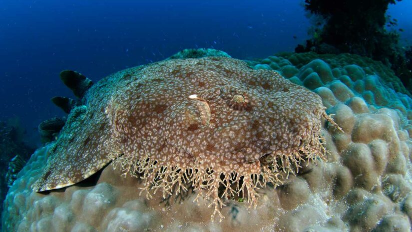 Carpet Shark: Meet the 7 Families of Orectolobiformes - Scuba.com
