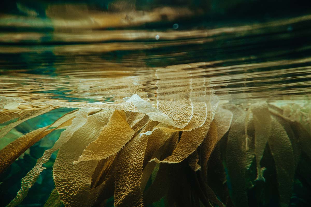 Marine Gardens: Types of Plants Found in the Ocean - Scuba.com