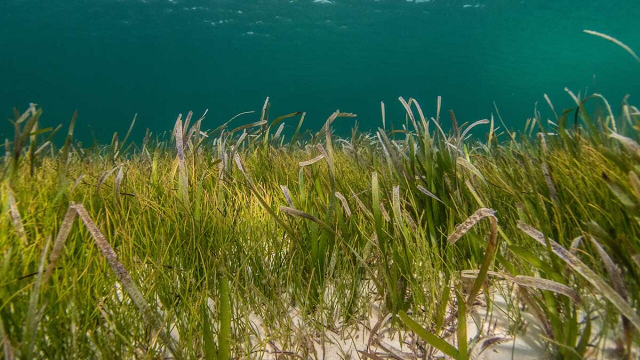 16 Pacific Ocean Plants WaqasTorkey 16 Pacific Ocean Plants WaqasTorkey