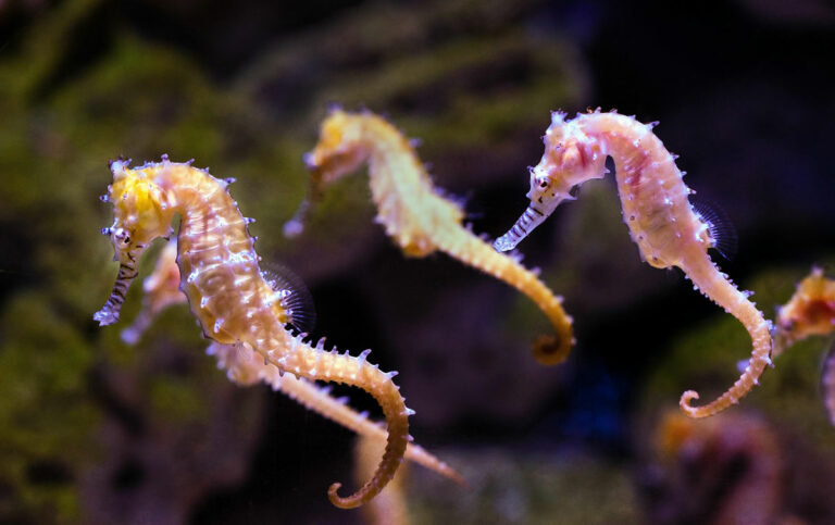 Meet the Real Fish Species of Finding Nemo - Scuba.com