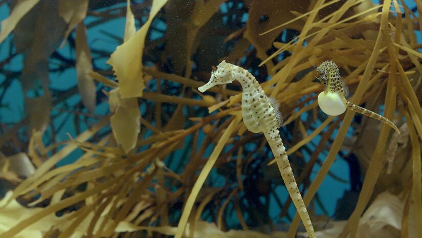 11 Fun Seahorse Facts You Should Know - Scuba.com
