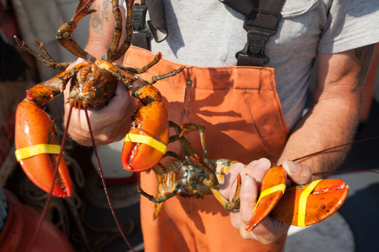 How to Catch a Lobster - Scuba.com