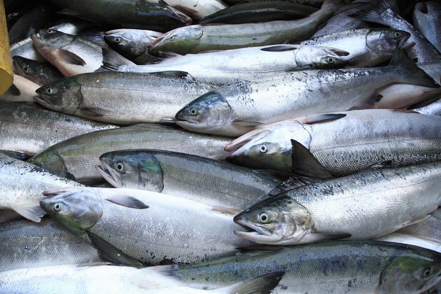 How to Catch Salmon - DeepDive