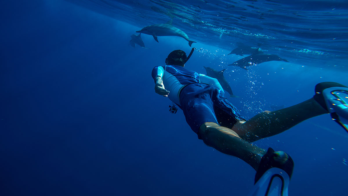 Scuba Diving With Dolphins