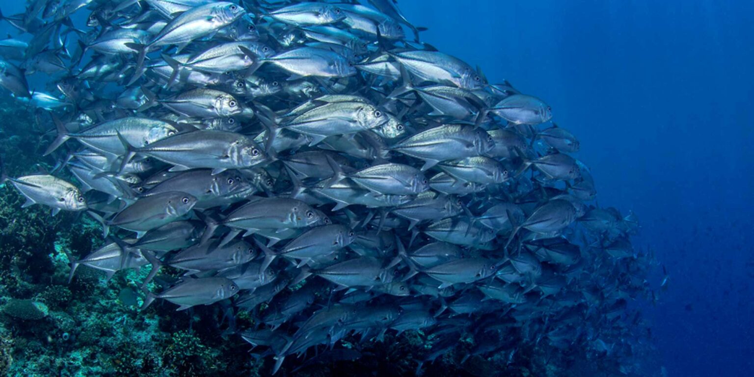 Best Scuba Diving Locations & Destinations In The World [2019]