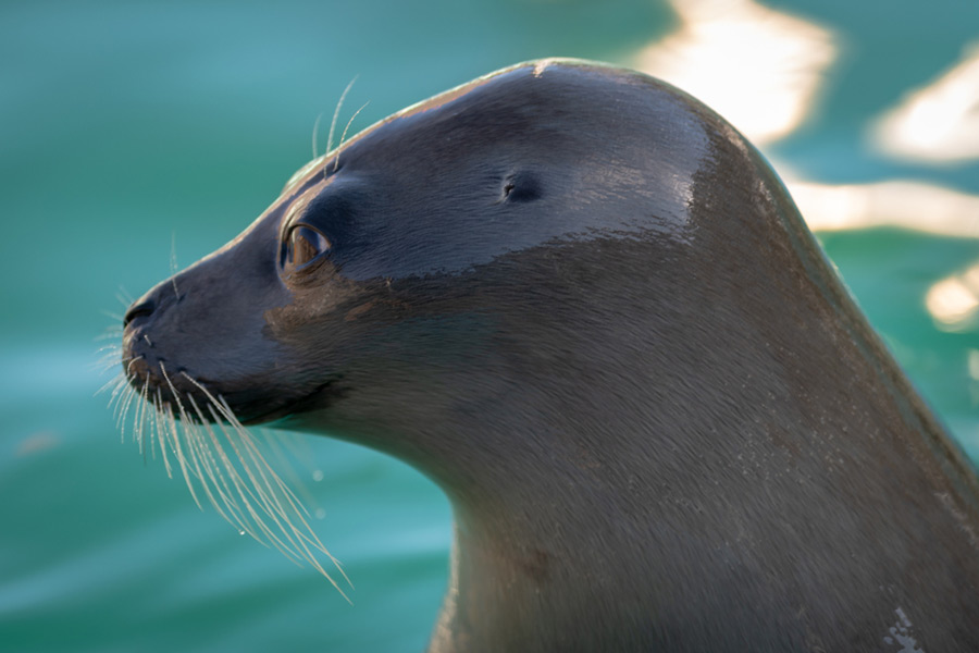 What is a Pinniped? - Scuba.com