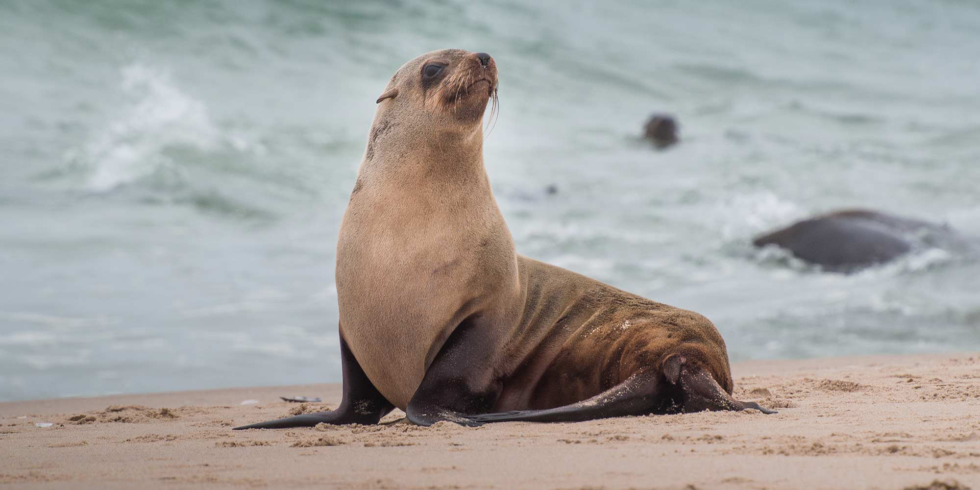 What is a Pinniped? - Scuba.com