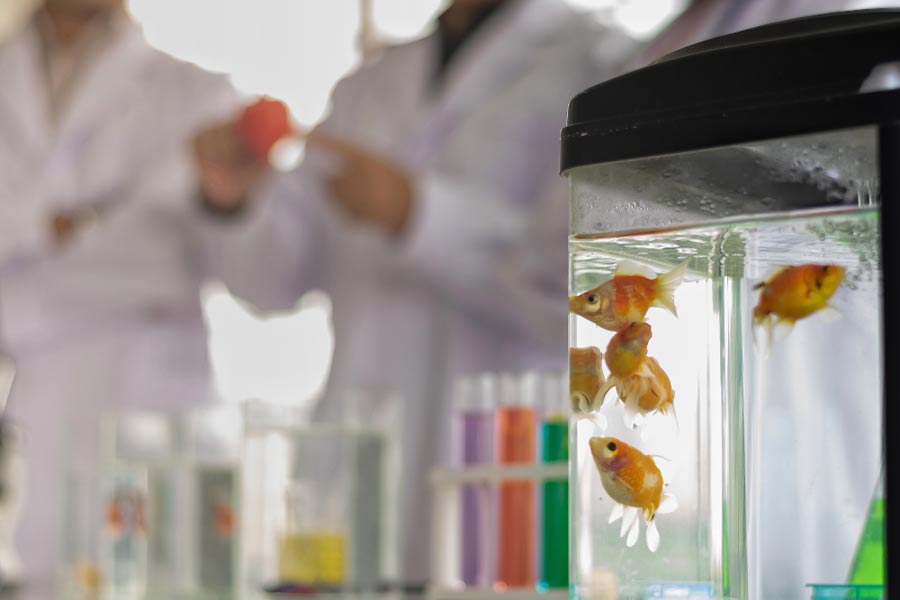 Do Fish Feel Pain? The Answer Might Surprise You! - DeepDive