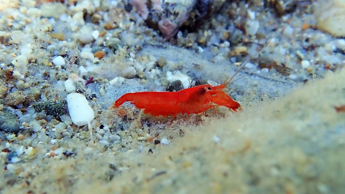 Goby Fish & Pistol Shrimp: A Symbiotic Relationship - Scuba.com