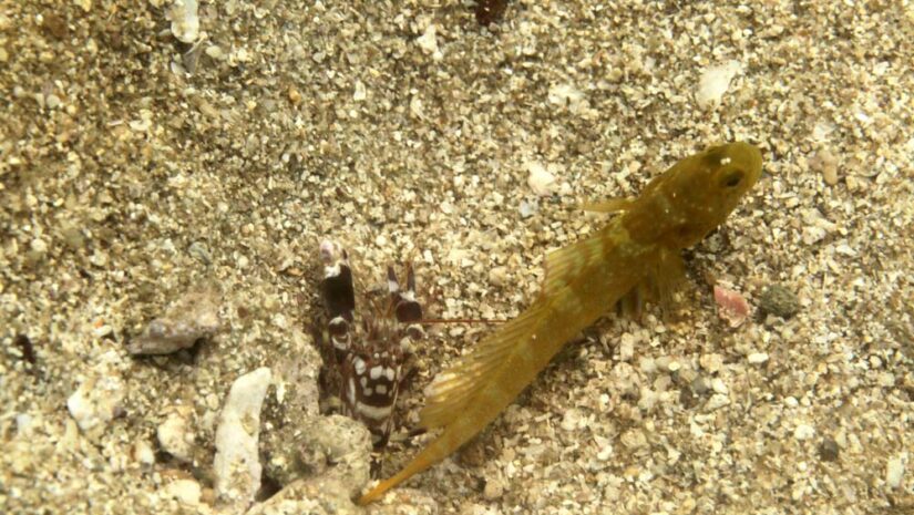 Goby Fish & Snapping Shrimp: Symbiotic Relationship - Scuba.com