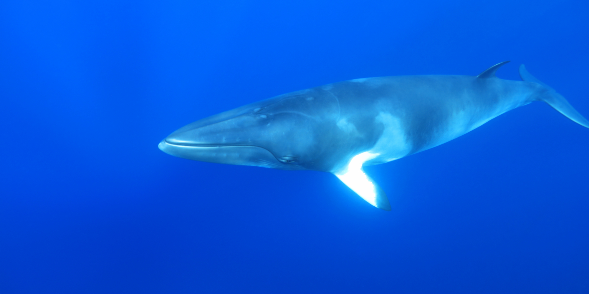 5 of the Ocean's Smallest Whale Species - Scuba.com