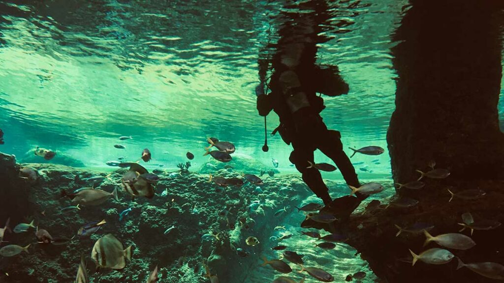 10 Cephalopod Examples Found in the Ocean - Scuba.com