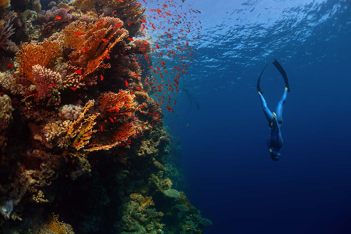 Freediving: A Beginner's Guide - Scuba.com