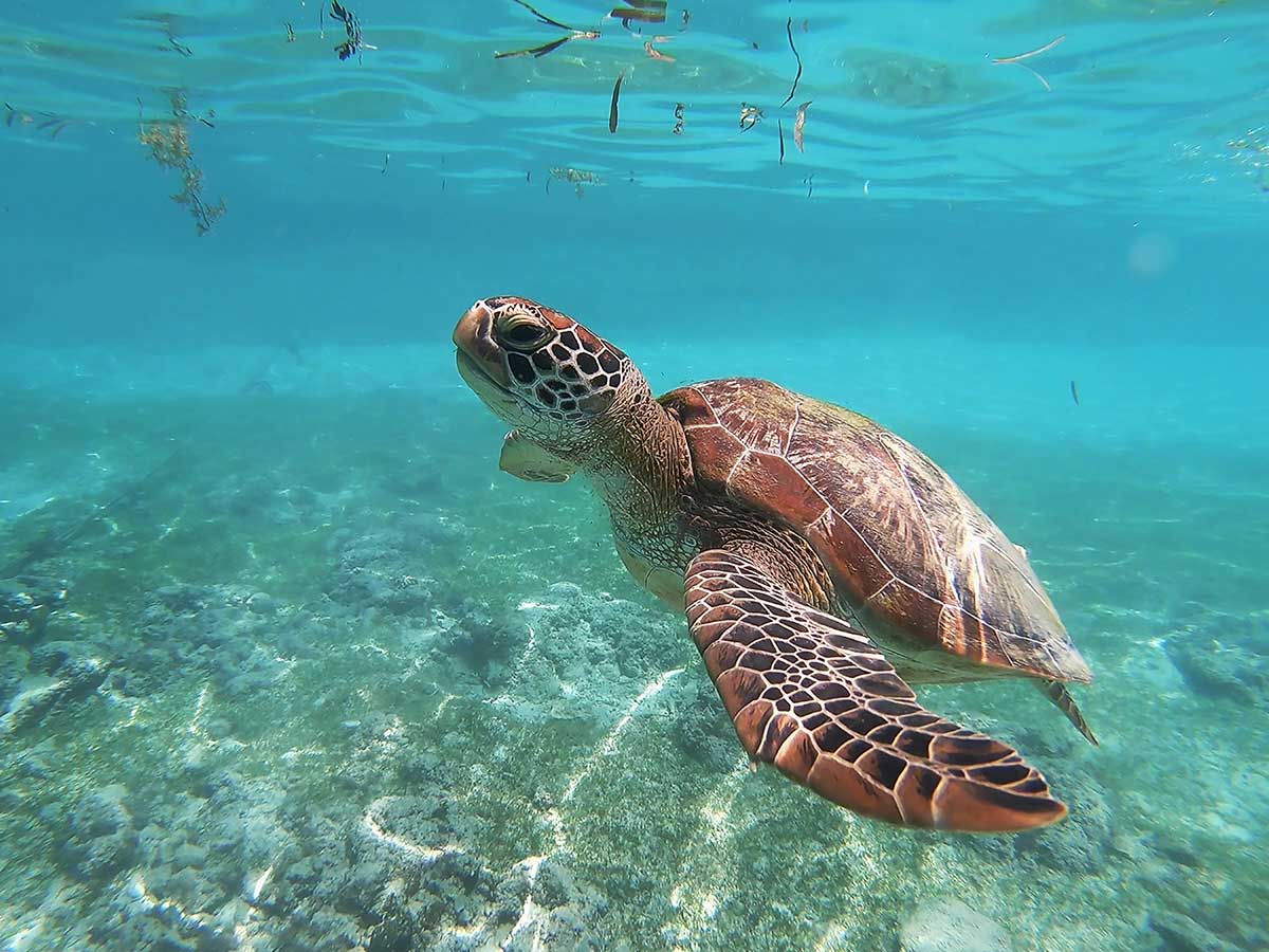 Diving With Turtles: Everything You Need to Know - DeepDive