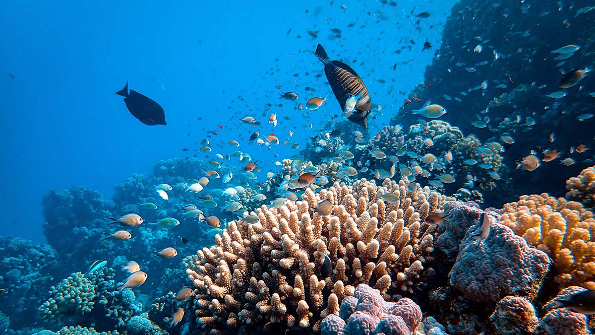 The Importance of Getting Involved in Coral Reef Conservation