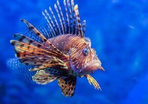 Common Fish of the Caribbean - Scuba.com