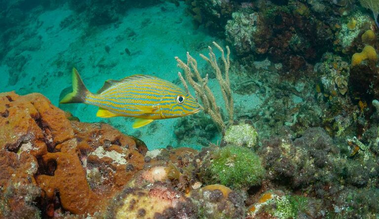 Common Fish of the Caribbean - Scuba.com