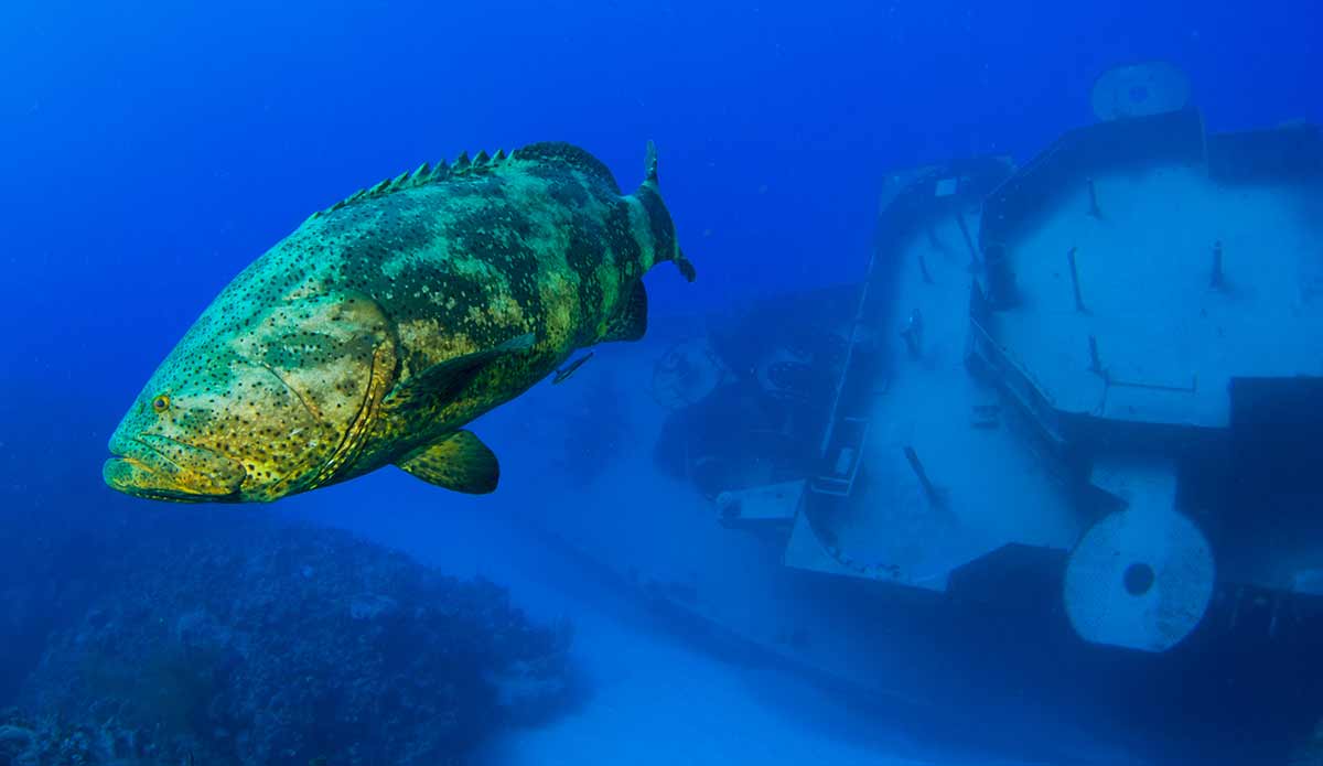 Common Fish of the Caribbean - Scuba.com