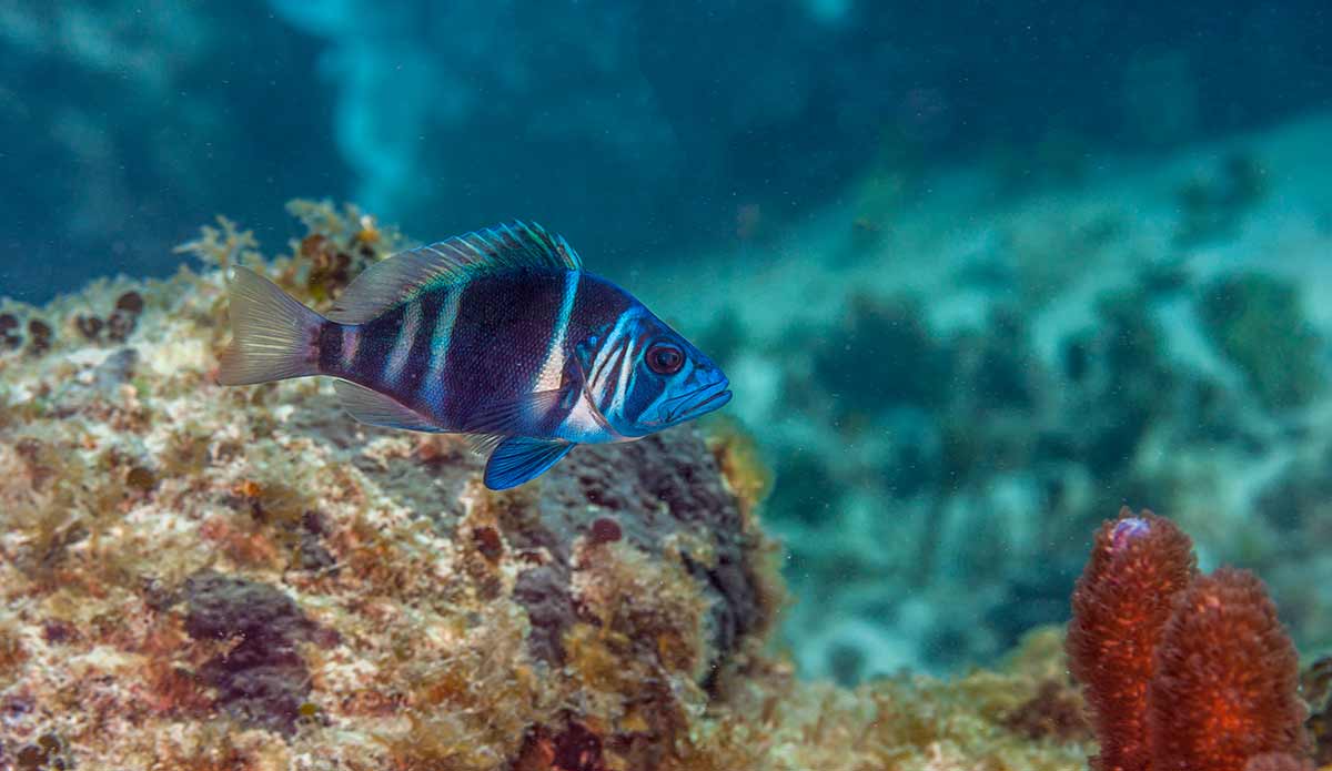 Common Fish of the Caribbean - Scuba.com