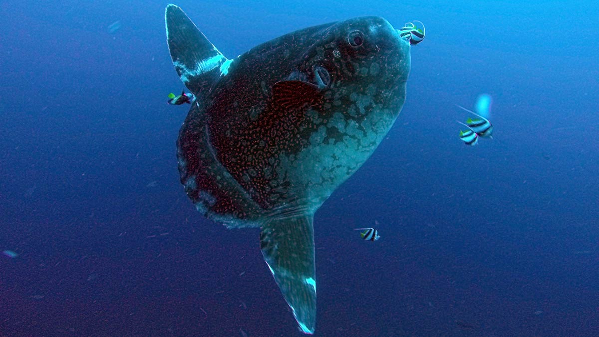 Ocean Sunfish: Diving with the Mola Mola - Scuba.com