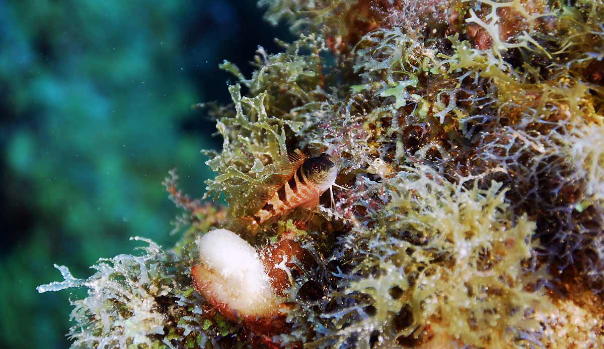 Common Fish of the Caribbean - Scuba.com