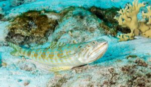Common Fish of the Caribbean - Scuba.com