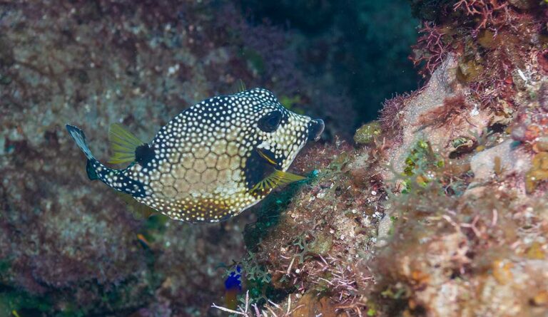 Common Fish of the Caribbean - Scuba.com