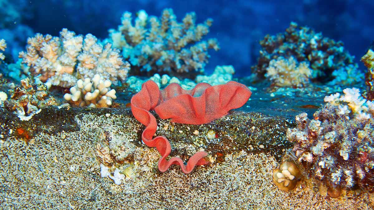Spanish Dancer: Facts About the Dancing Nudibranch - Scuba.com