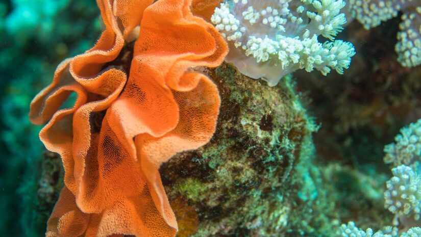 Spanish Dancer: Facts About the Dancing Nudibranch - Scuba.com