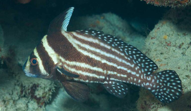 Common Fish of the Caribbean - Scuba.com