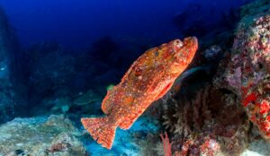 Common Fish of the Caribbean - Scuba.com