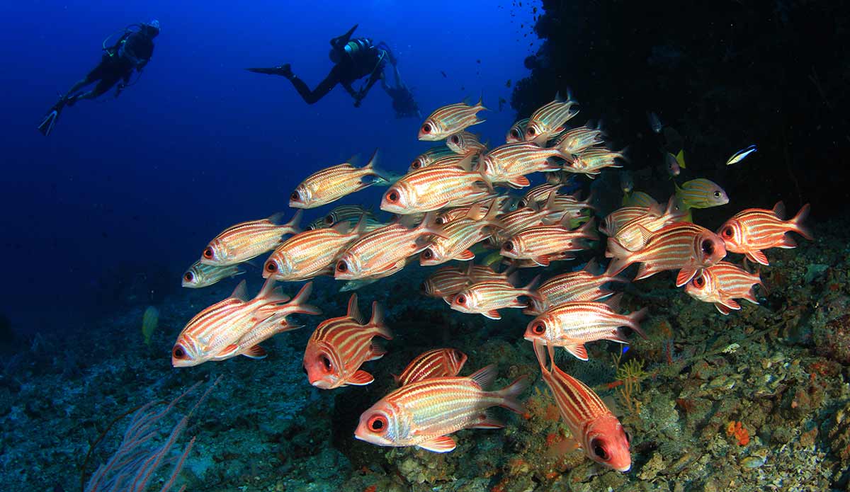 Common Fish of the Caribbean - Scuba.com