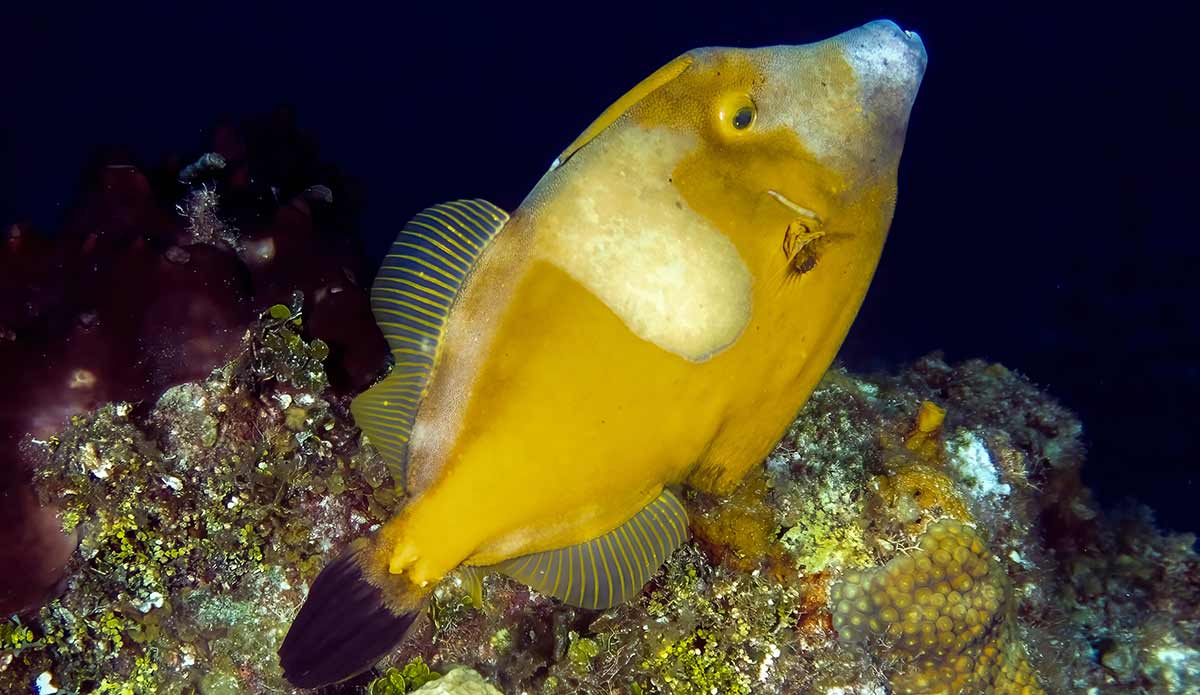 Common Fish of the Caribbean - Scuba.com