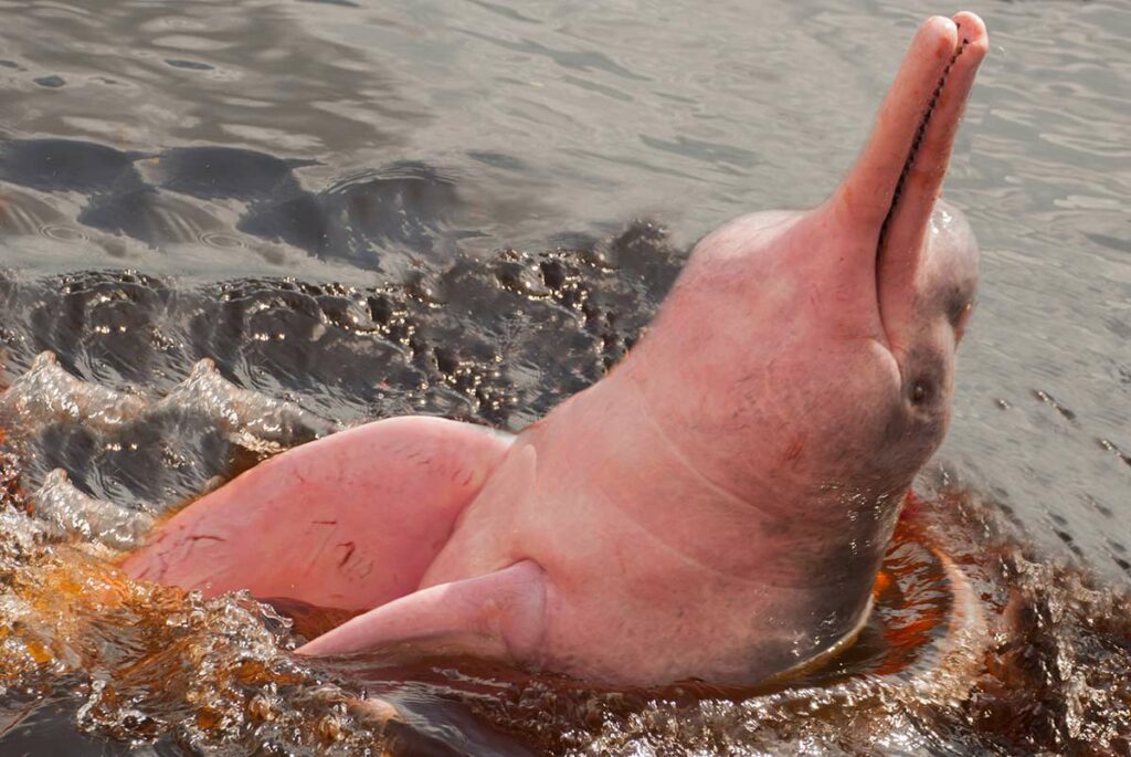 Pink Dolphins Amazon River Pink Dolphins Amazon River