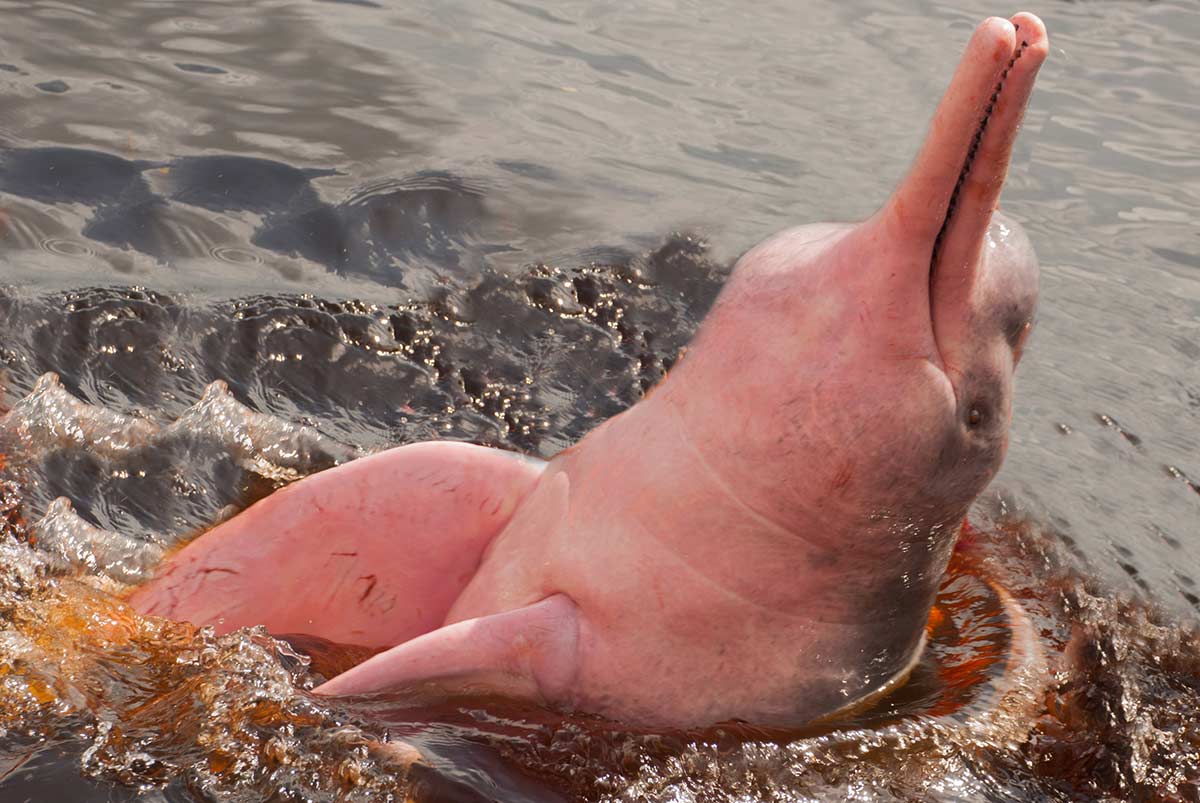 Meet the Amazon Pink River Dolphin - Scuba.com