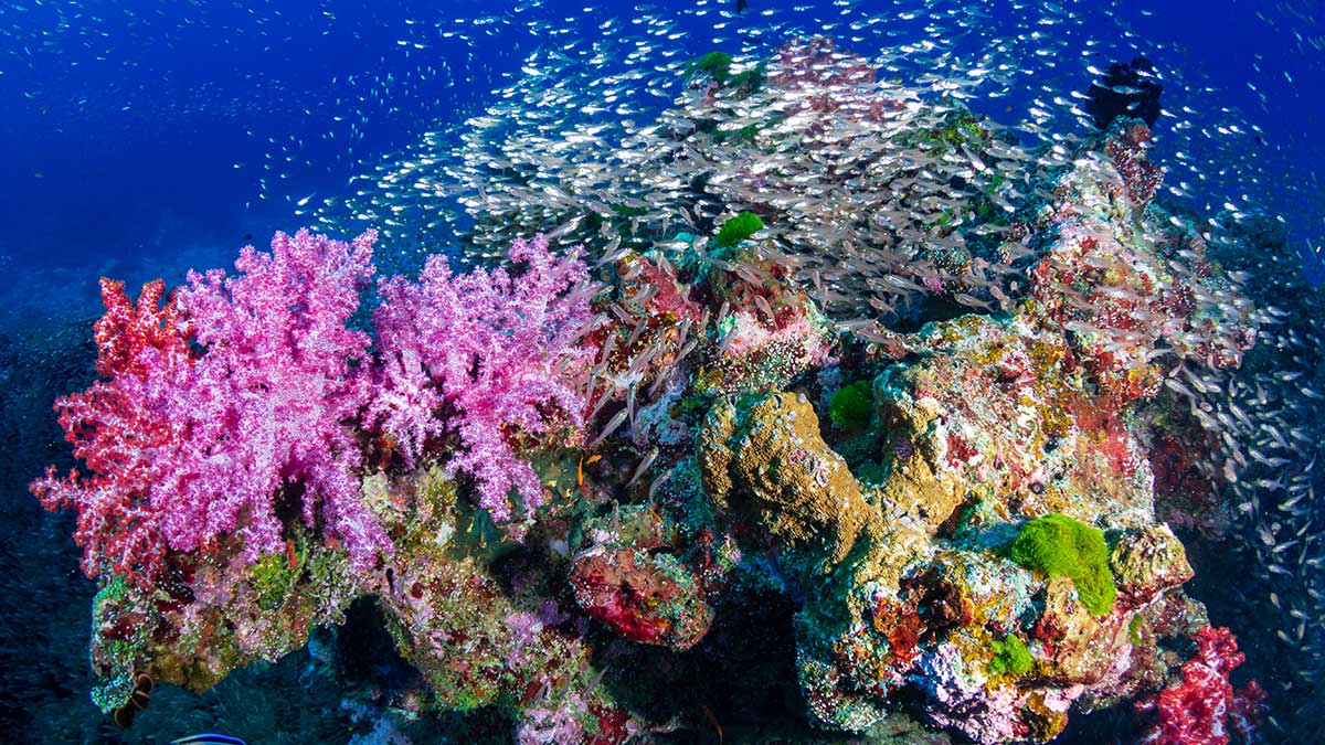 Coral Triangle: Exploring the Most Biodiverse Marine Region - Scuba.com