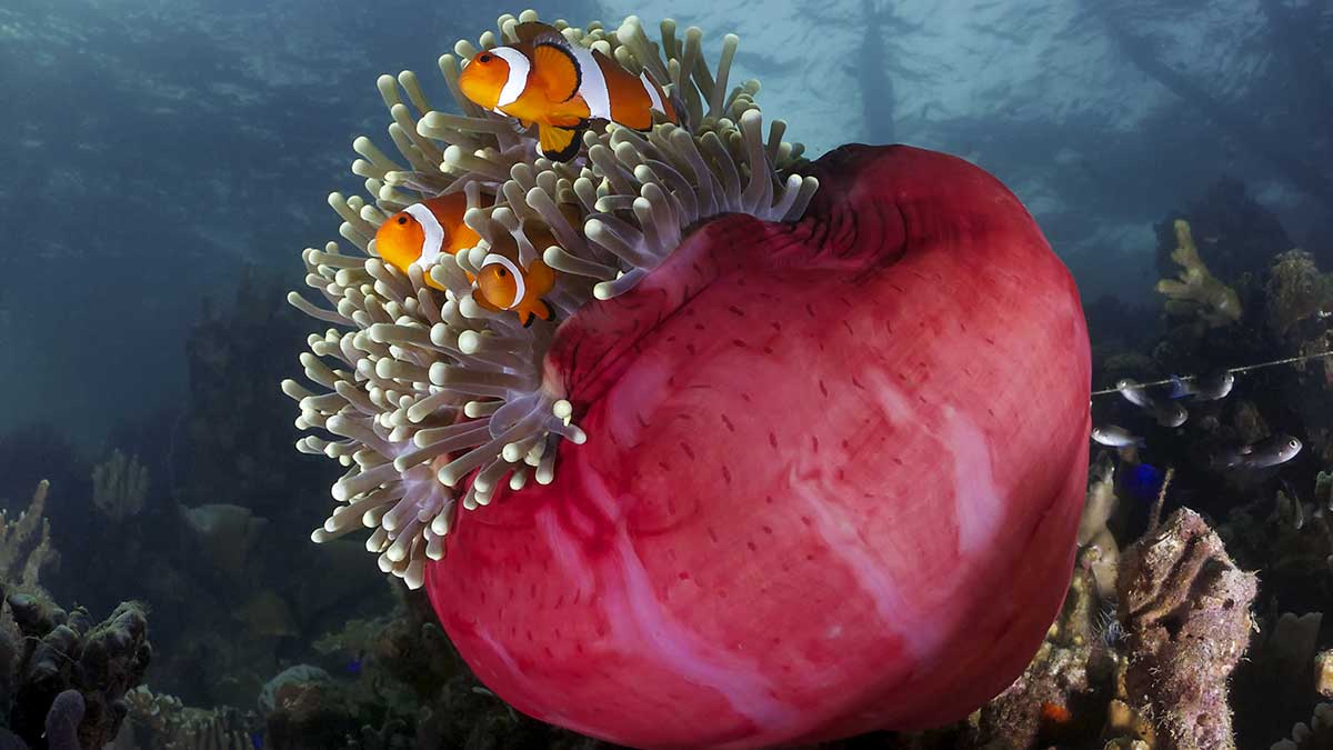 Muck Diving: Exploring the Murky Depths - Scuba.com