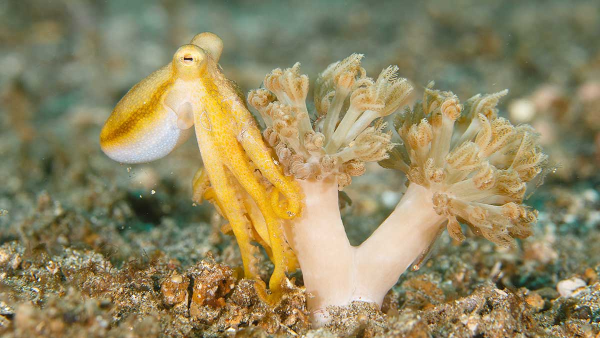 Muck Diving: Exploring the Murky Depths - Scuba.com