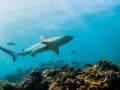 Carpet Shark: Meet the 7 Families of Orectolobiformes - Scuba.com