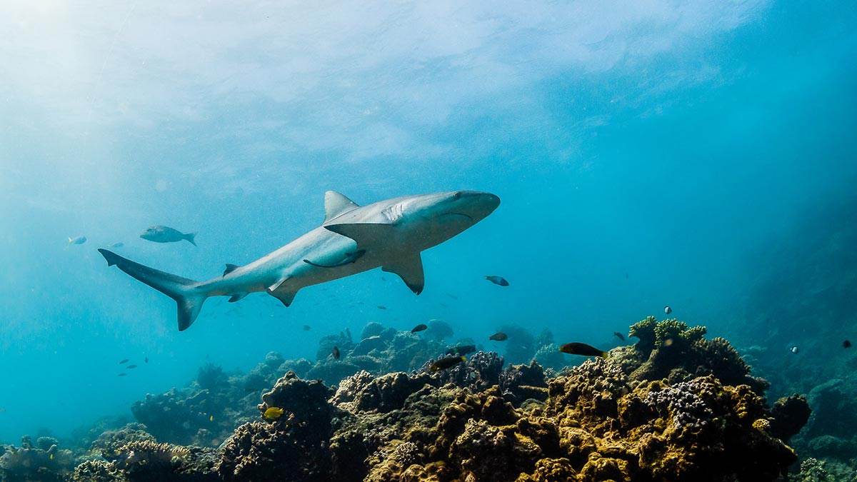 The Reef Shark: Exploring the Mysterious Species - Scuba.com