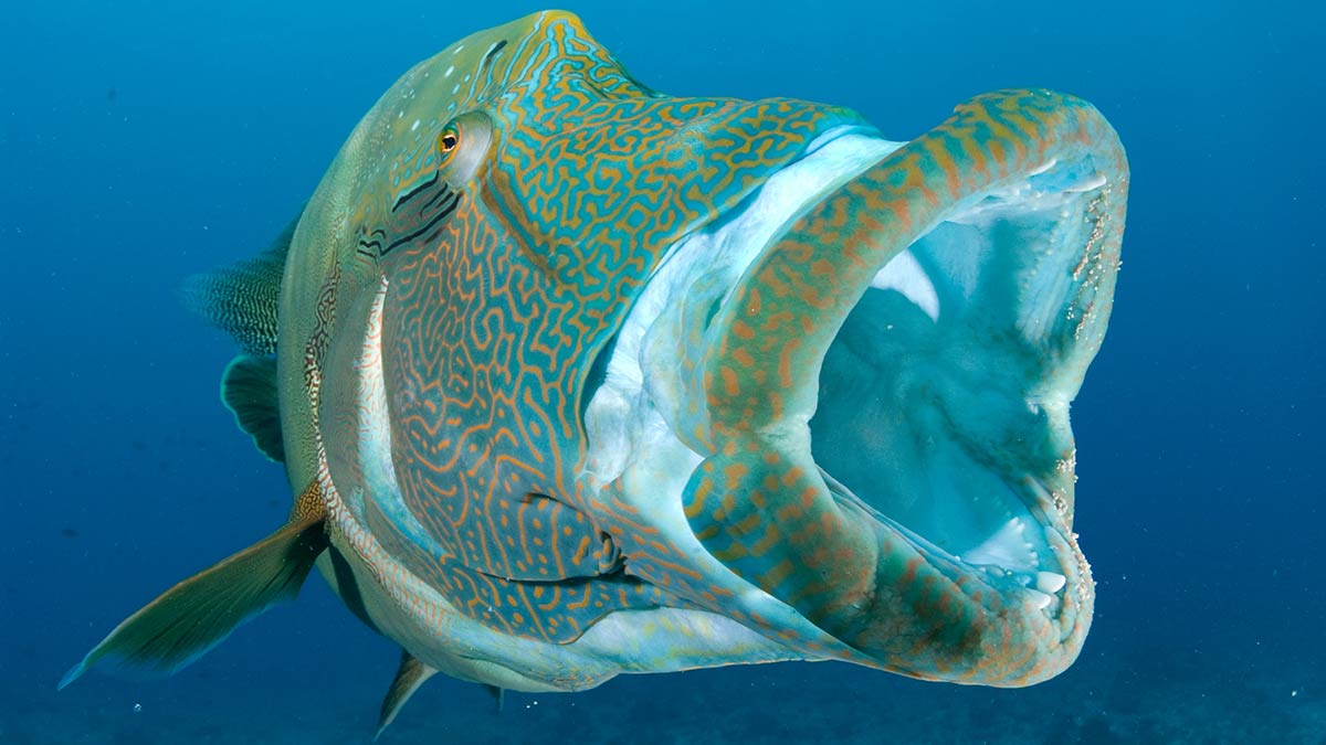 Napoleon Wrasse: Swimming with the Giant - Scuba.com