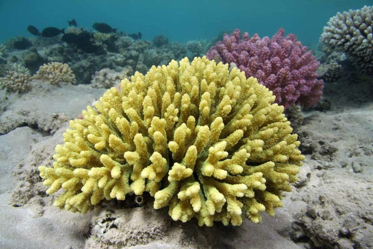 Master Coral Identification: Know the Types of Hard Coral
