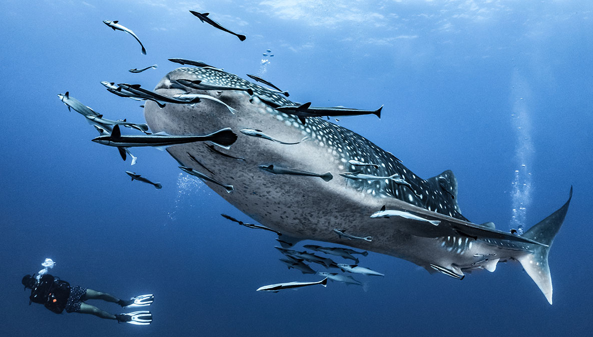 Scuba Diving in Cebu: Best Diving Destinations