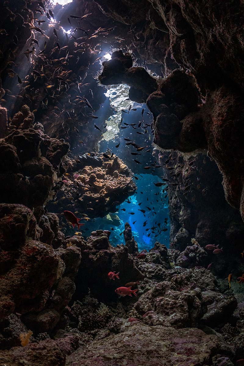 How Jay Clue Built a Career Around Marine Conservation Photography
