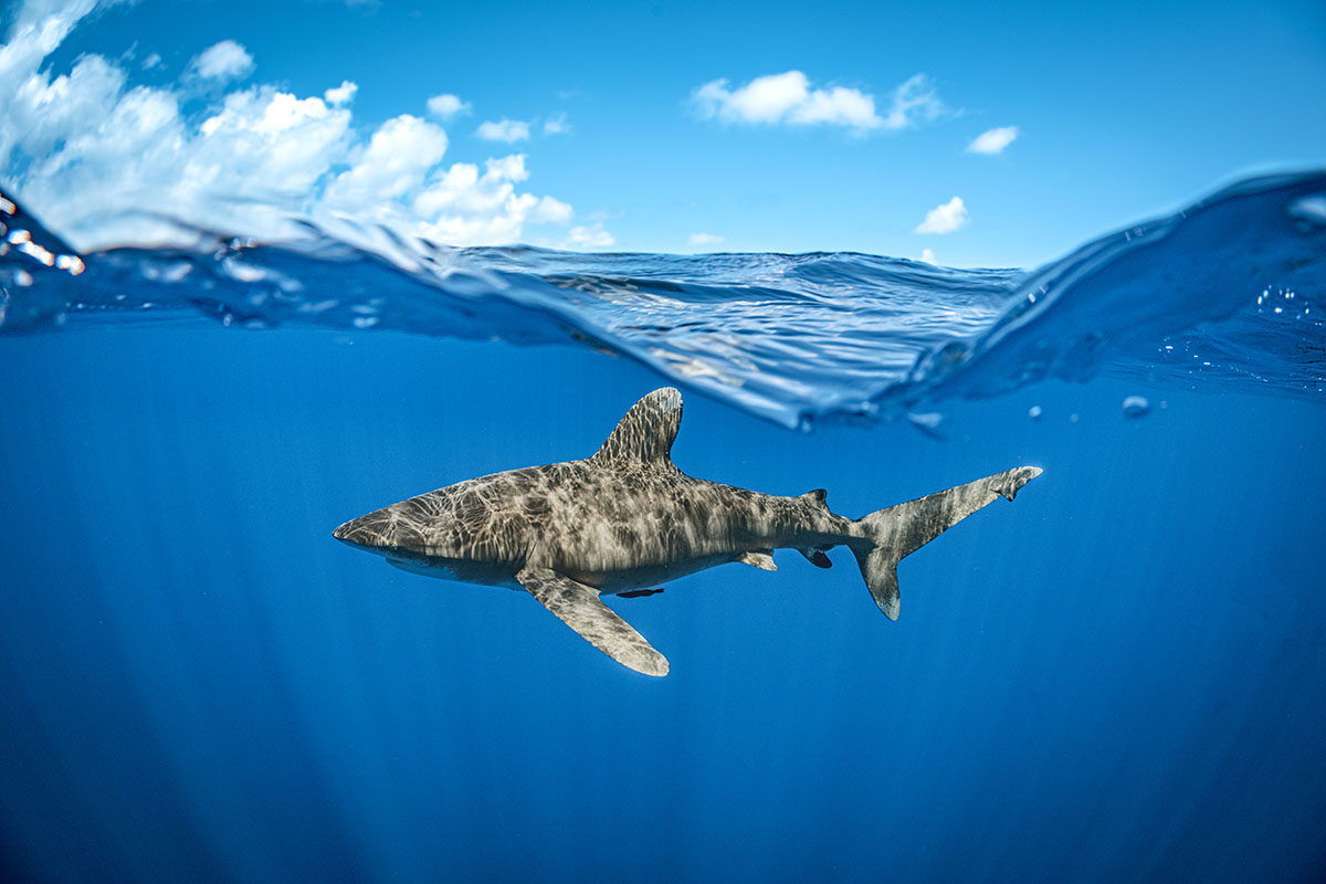 How Jay Clue Built a Career Around Marine Conservation Photography