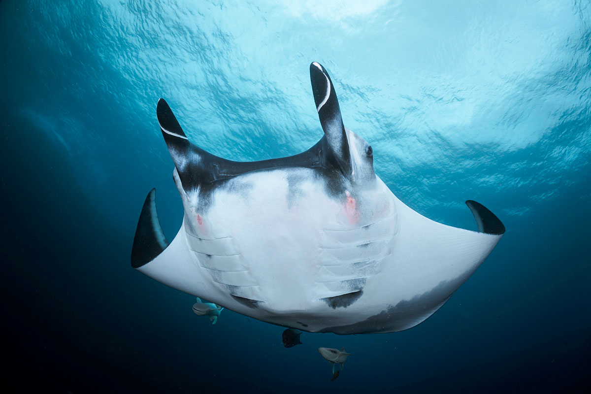How Jay Clue Built a Career Around Marine Conservation Photography