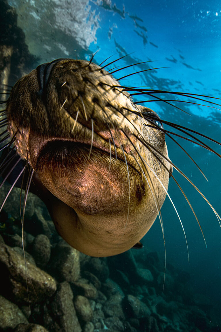 How Jay Clue Built a Career Around Marine Conservation Photography