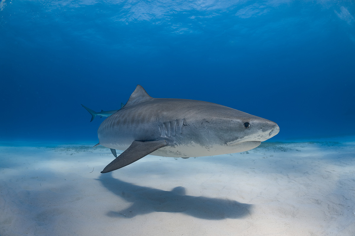 How Jay Clue Built a Career Around Marine Conservation Photography